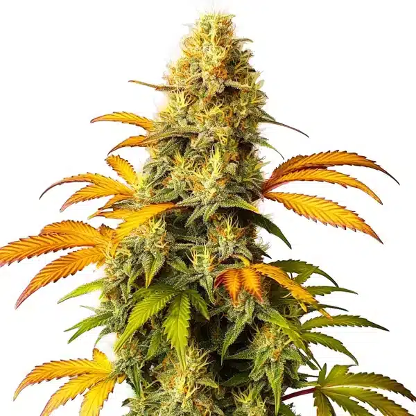 Graines California Hash Plant | 12% THC | Acheter des Graines